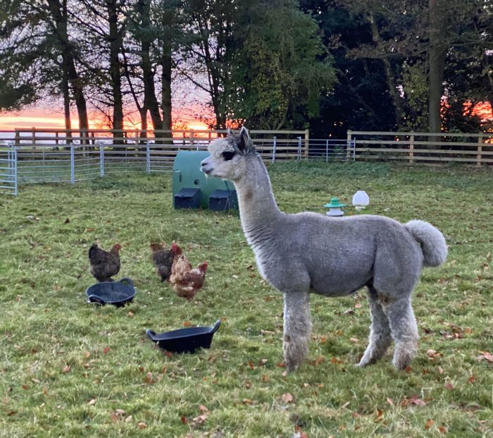 Meet the Prehistoric Chickens at Barnacre Alpacas - Backyard Poultry